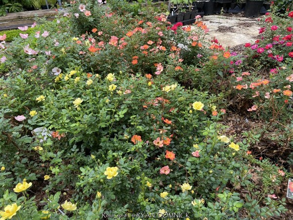 Kansas Plant Farm - Buy from over 500 varieties of plants in Lawrence, KS