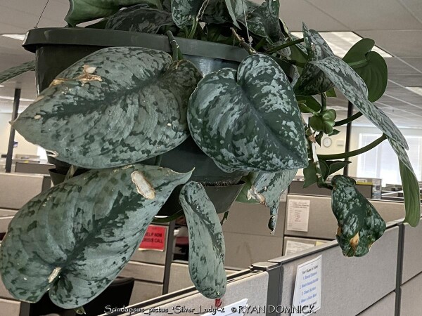 Kansas Plant Farm - Buy from over 500 varieties of plants in Lawrence, KS