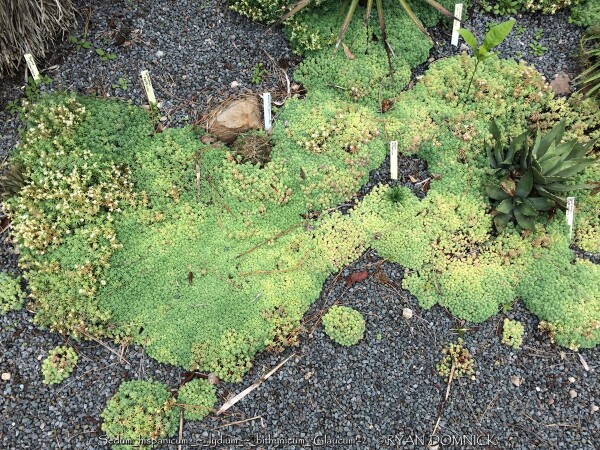 Kansas Plant Farm - Buy from over 500 varieties of plants in Lawrence, KS