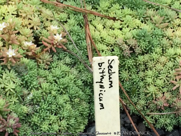 Kansas Plant Farm - Buy from over 500 varieties of plants in Lawrence, KS