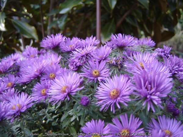 Kansas Plant Farm - Buy from over 500 varieties of plants in Lawrence, KS