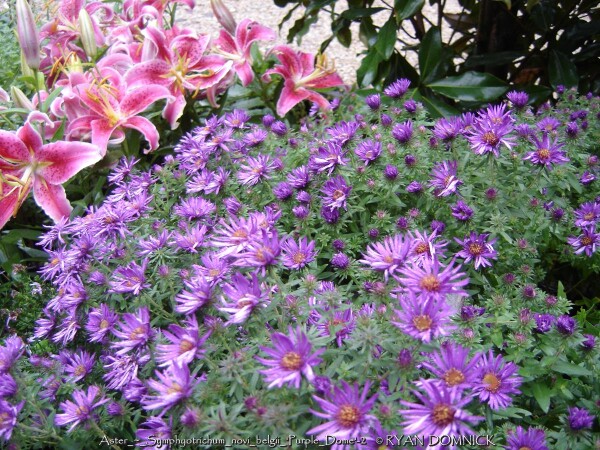 Kansas Plant Farm - Buy from over 500 varieties of plants in Lawrence, KS