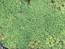 Kansas Plant Farm - Buy from over 500 varieties of plants in Lawrence, KS